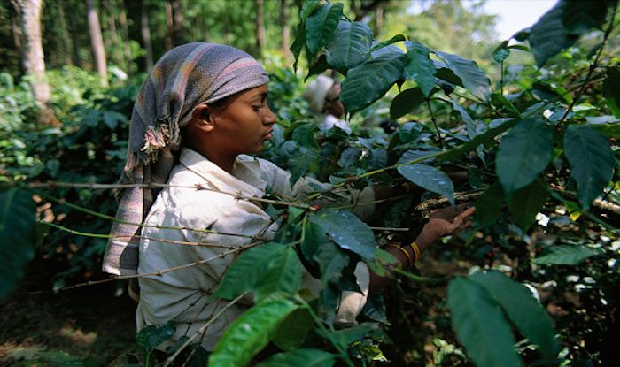 Where is Coffee Plantation in India? - coffe plantation